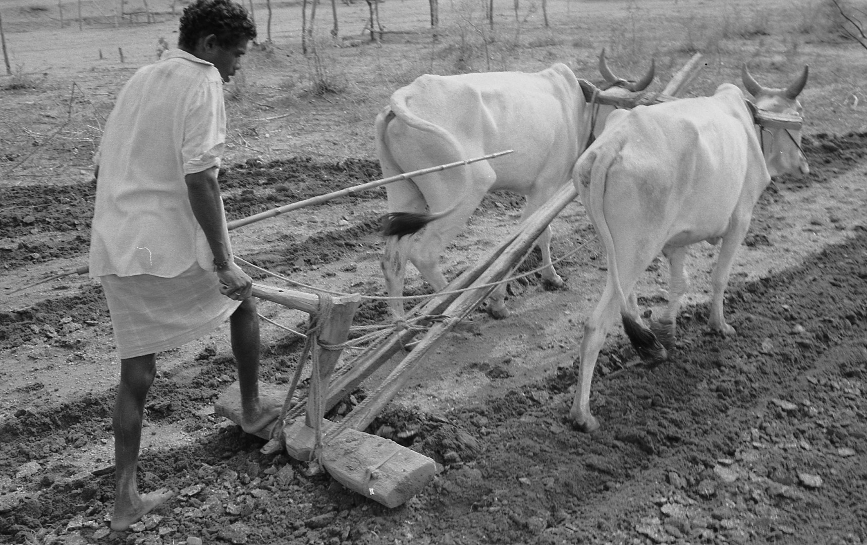 Economy & Agriculture – Mike
